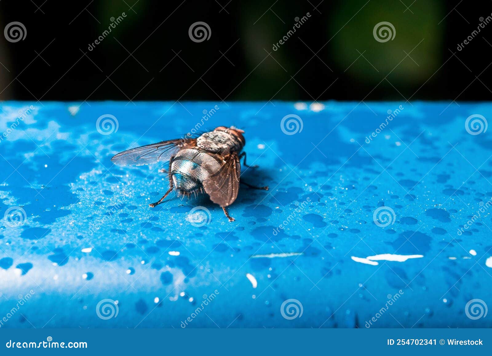 Closeup of a Fly Standing on a Blue Wet Surface Stock Image - Image of ...