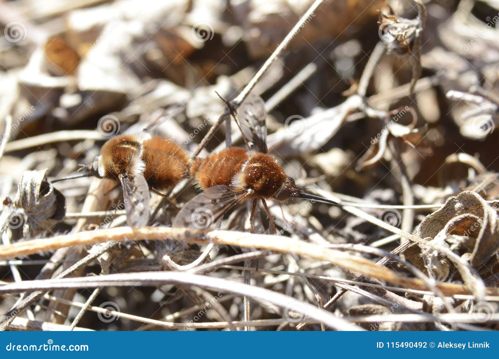 Closeup of a Fly Was Buzzing, Mating Stock Photo - Image of insect ...