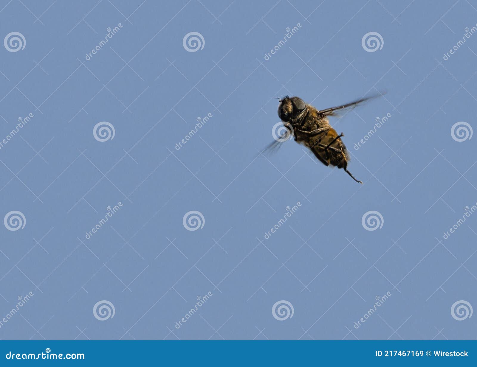 Closeup of a Flying Bee Against Blue Sky Stock Image - Image of empty ...