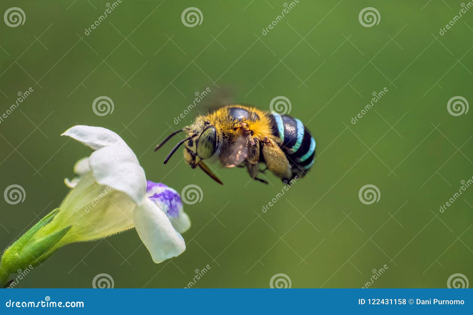 Blue striped bee stock photo. Image of green, alone - 122431158