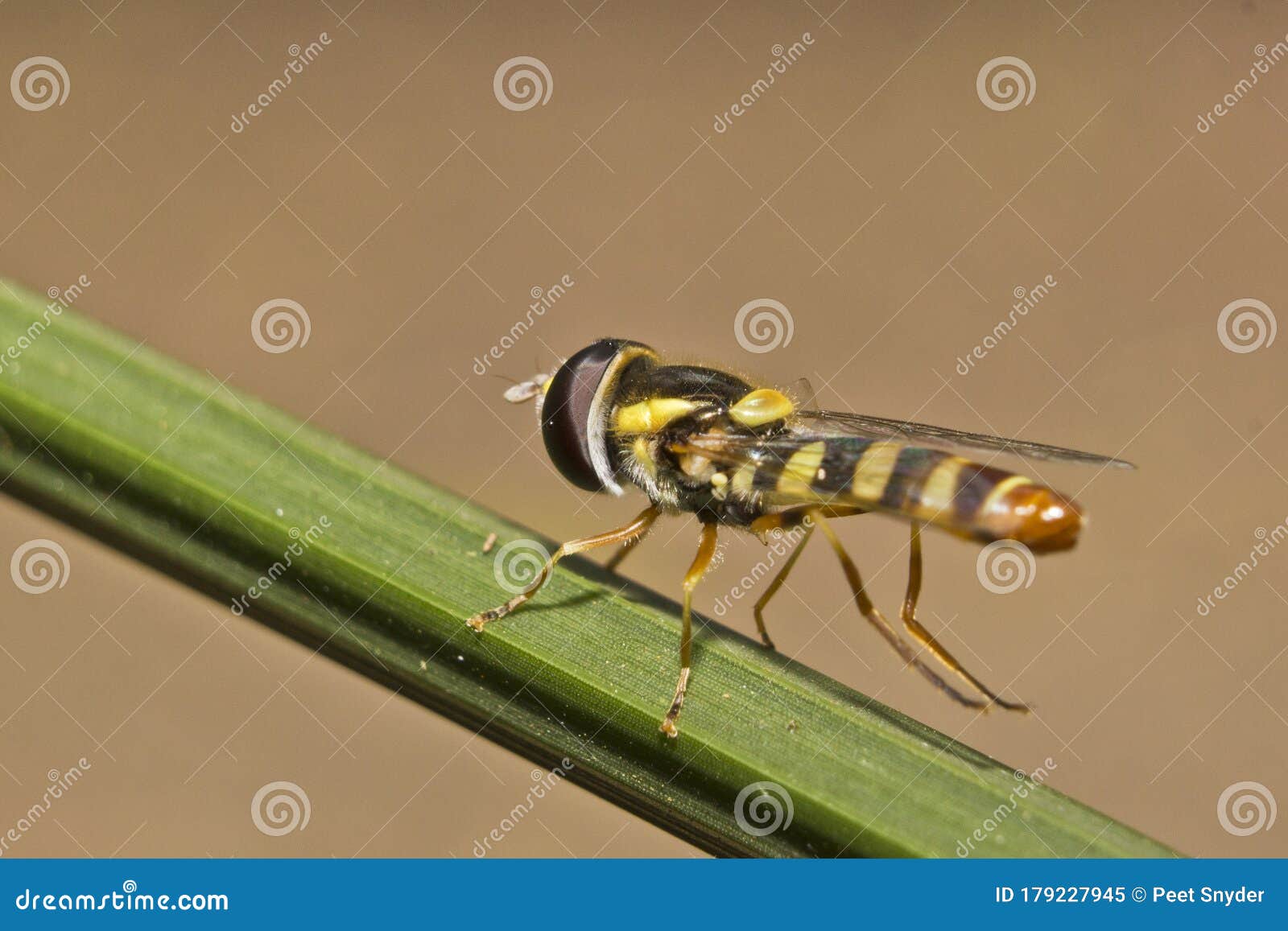Yellow Flying Insect
