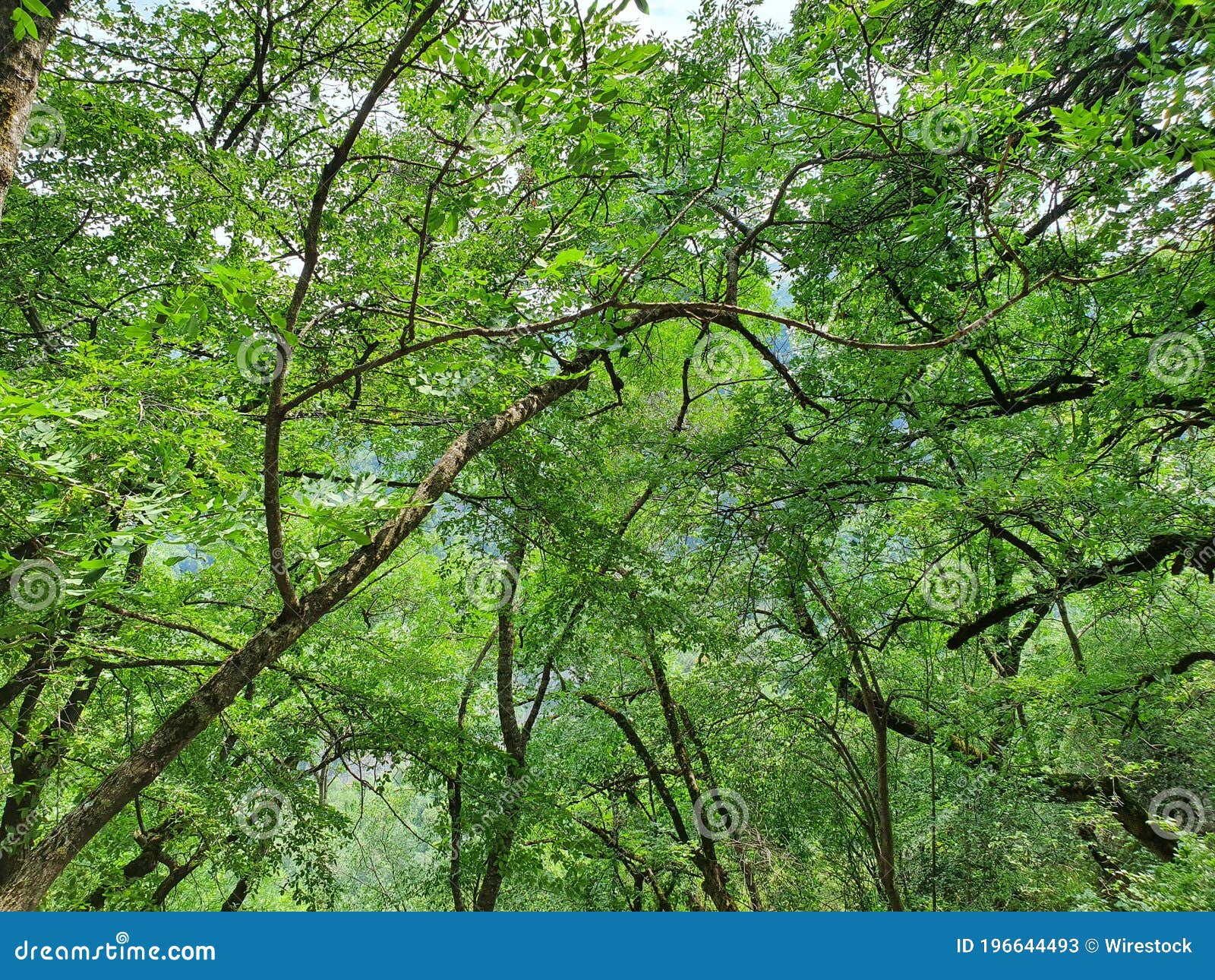 Closeup Focus Shot of a Beautiful Forest Scenery Stock Image - Image of ...