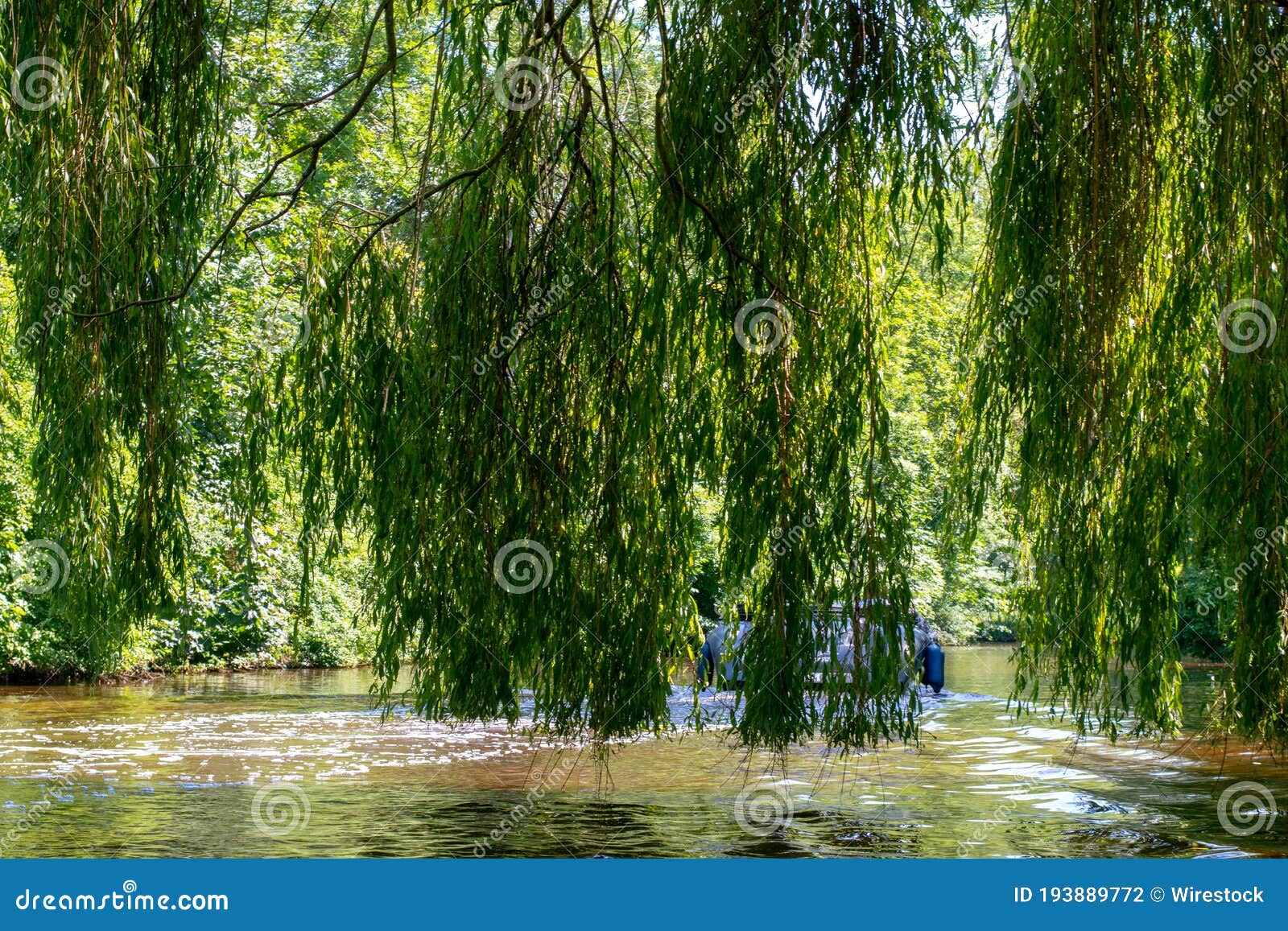 Closeup Focus Shot of Weeping Tree Leaves Hanging Over a River Stock ...