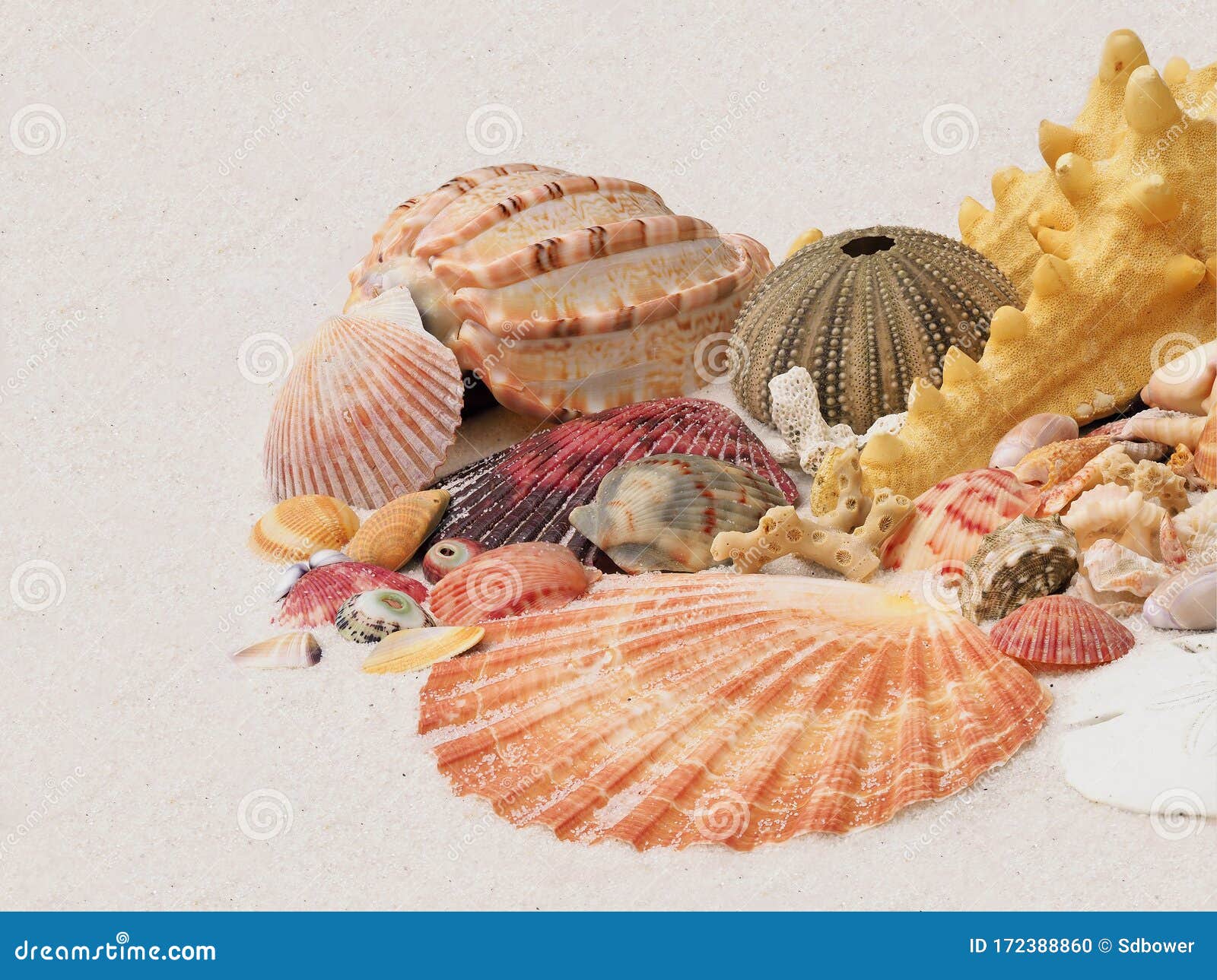 Closeup Focus Stacked Image of Tropical Sea Shells on a White Sand ...