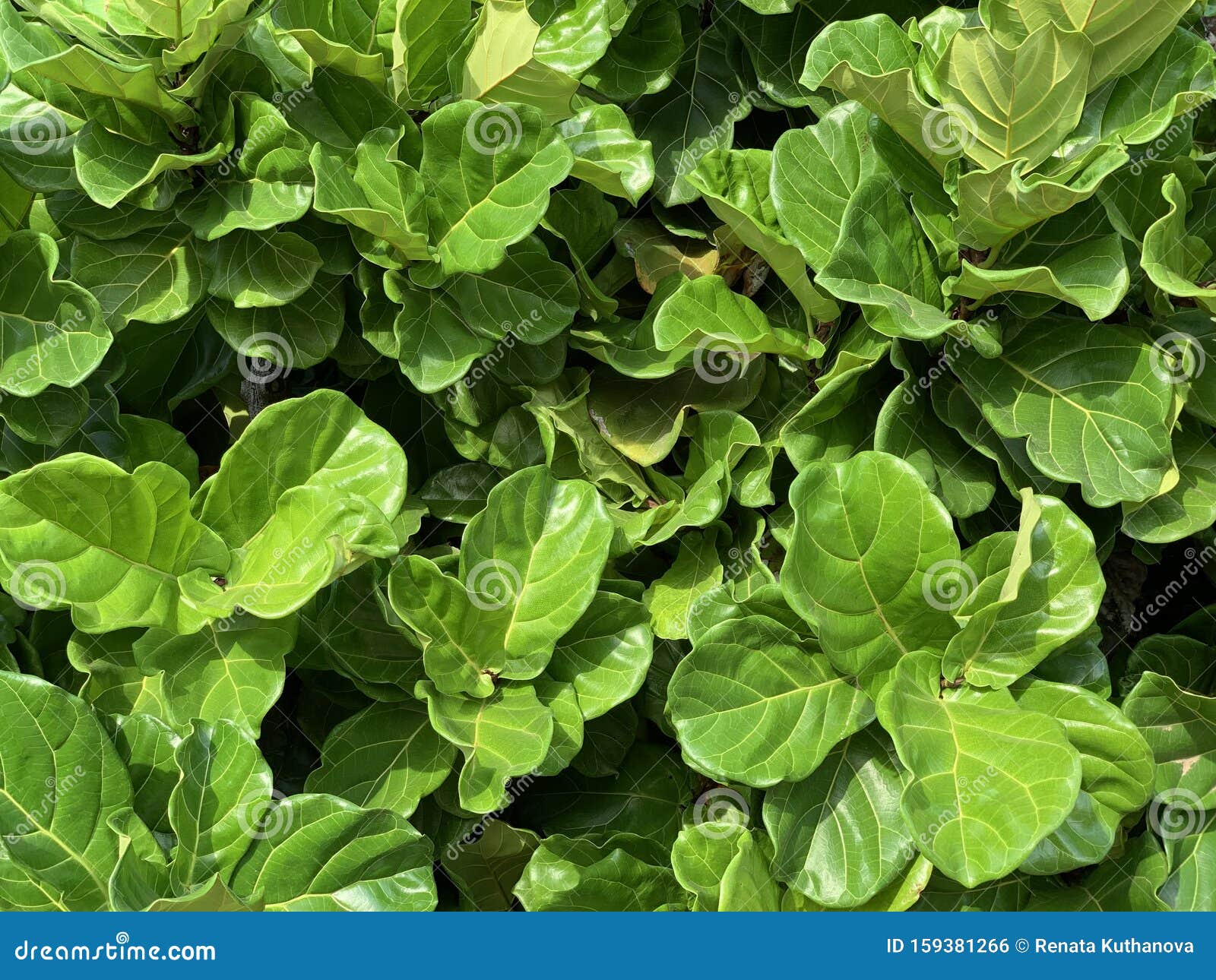 Ficus lyrata stock photo. Image of backdrop, tree, texture - 159381266