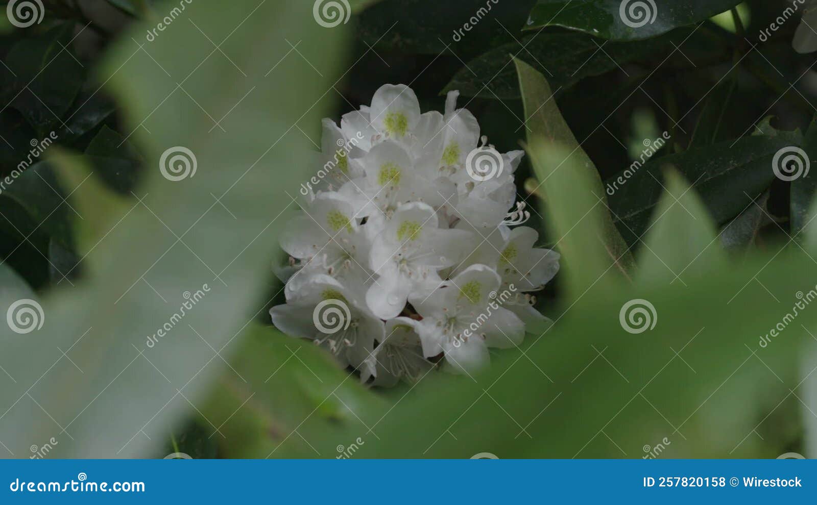 Closeup Footage of Heath Flowers Stock Footage - Video of nature ...