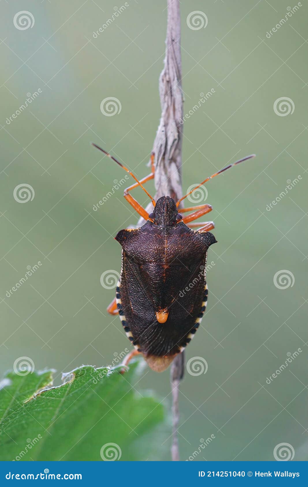 Closeup of the Forest Bug or Red-legged Shieldbug, Pentatoma Rufipes ...