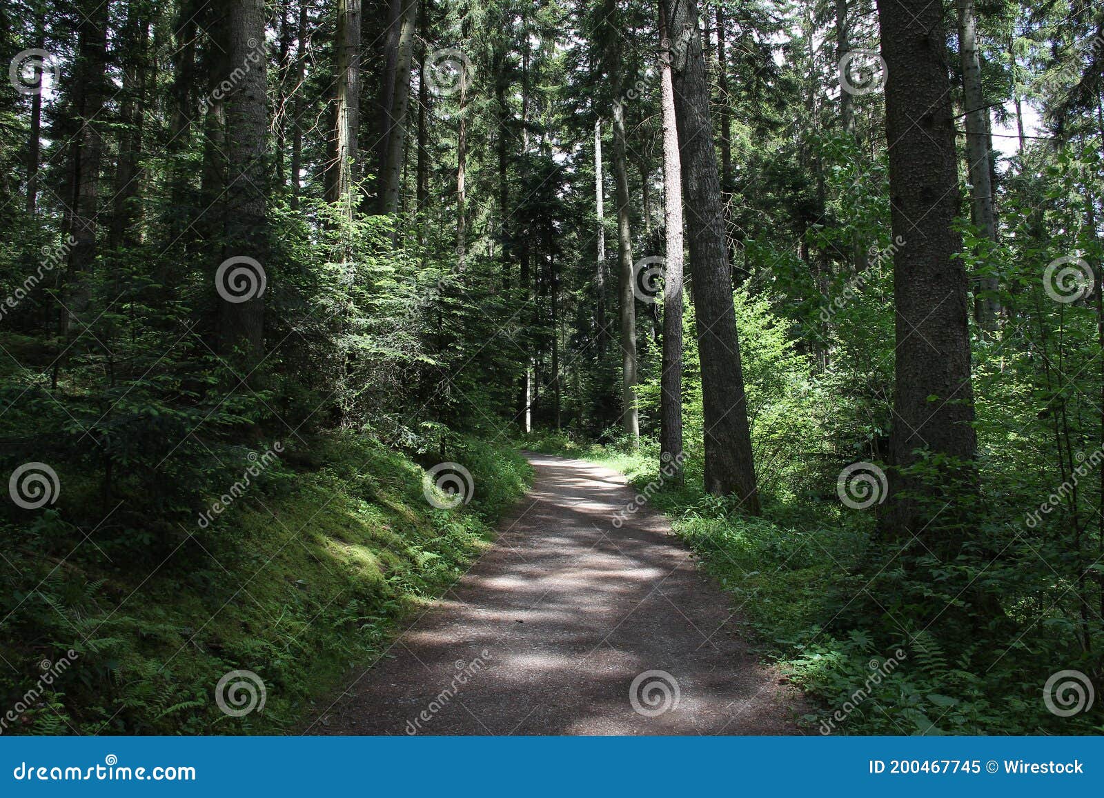 Closeup of a Forest Path and Trees, Idyllic Nature Stock Image - Image ...