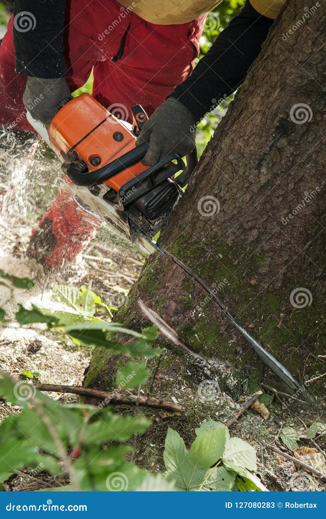 Closeup of Forestry Worker Cutting through a Tree with Chainsaw Stock ...