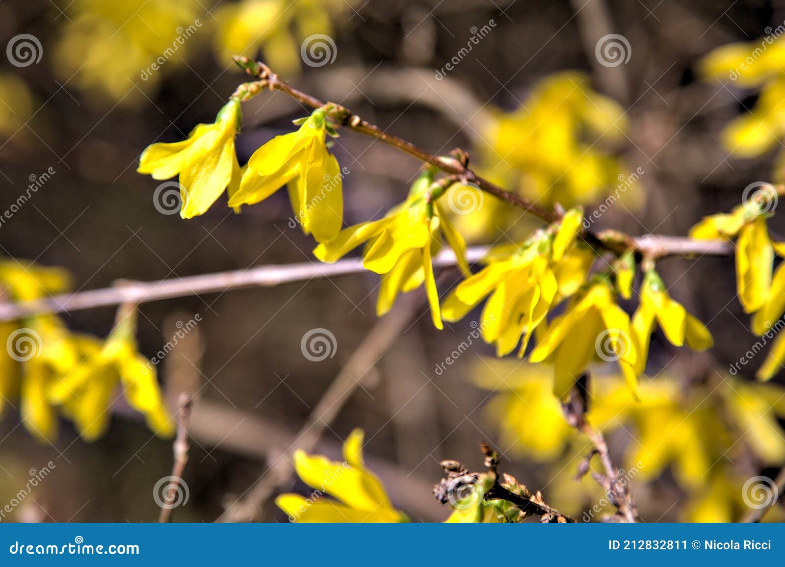Closeup of a Forsythia Tree in Bloom Stock Image - Image of colours ...