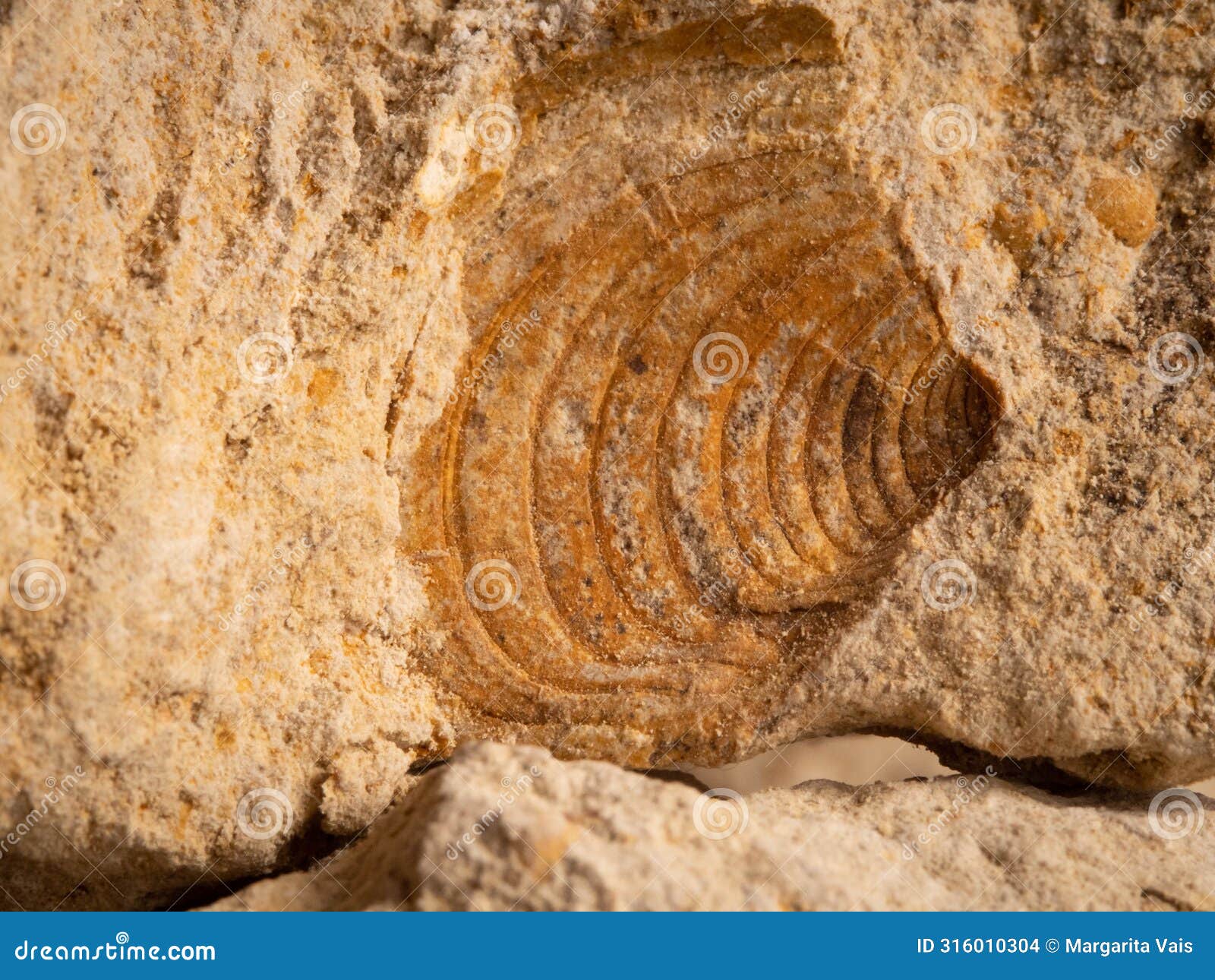 Closeup of a Fossilized Sea Shell Imprint in Limestone Stock Photo ...