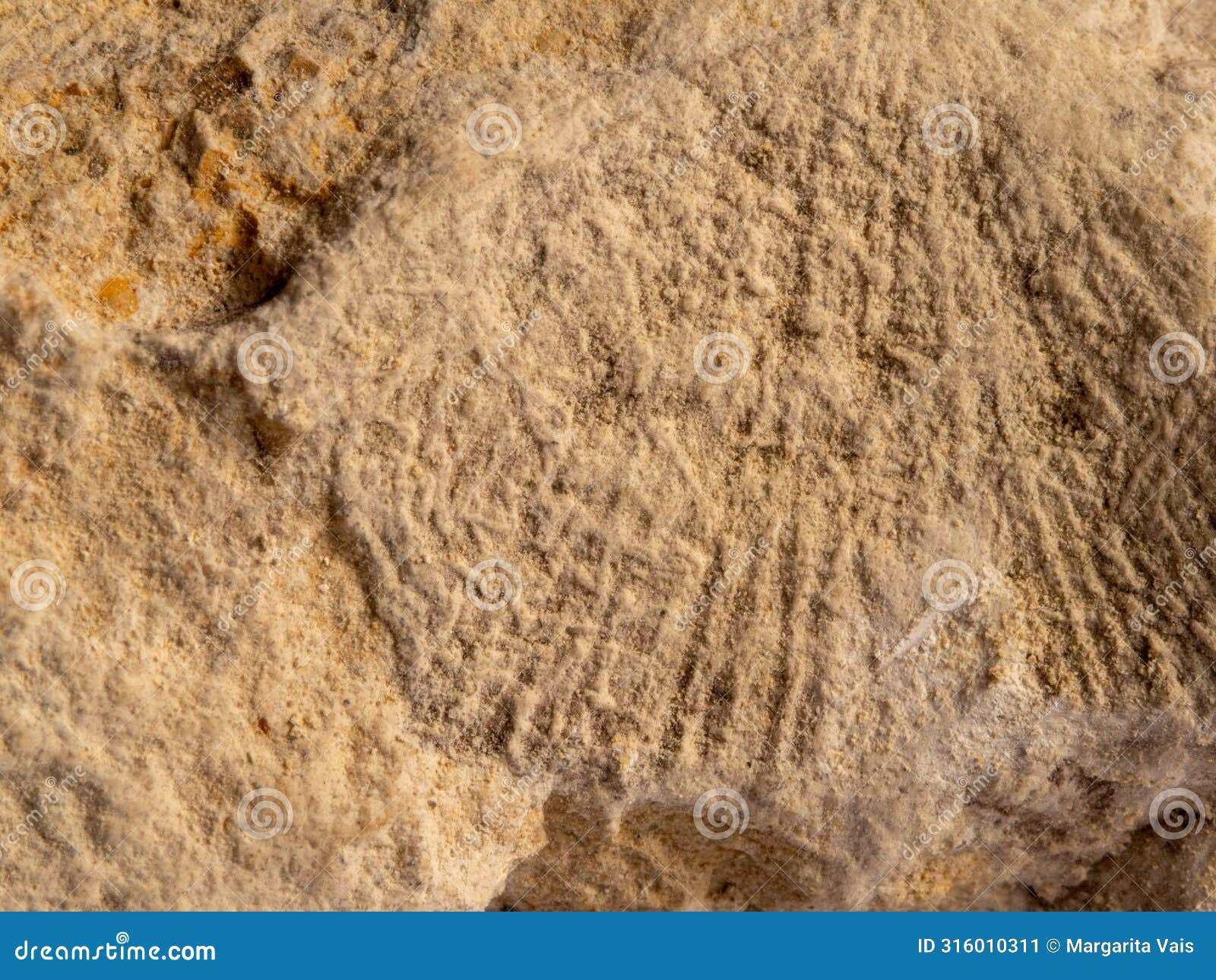 Closeup of a Fossilized Shell Imprint in Limestone Stock Image - Image ...