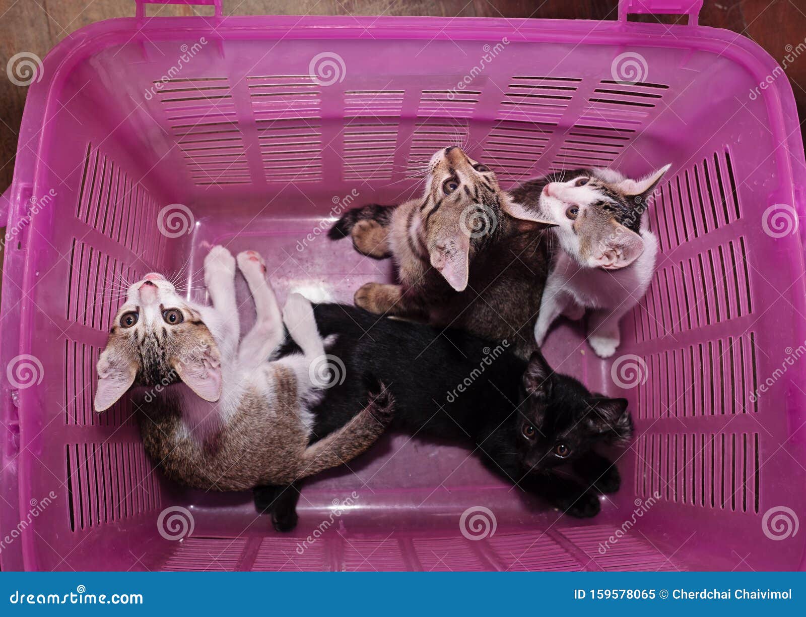 Close Up Four Cute Kittens in a Pink Plastic Basket Stock Image - Image ...