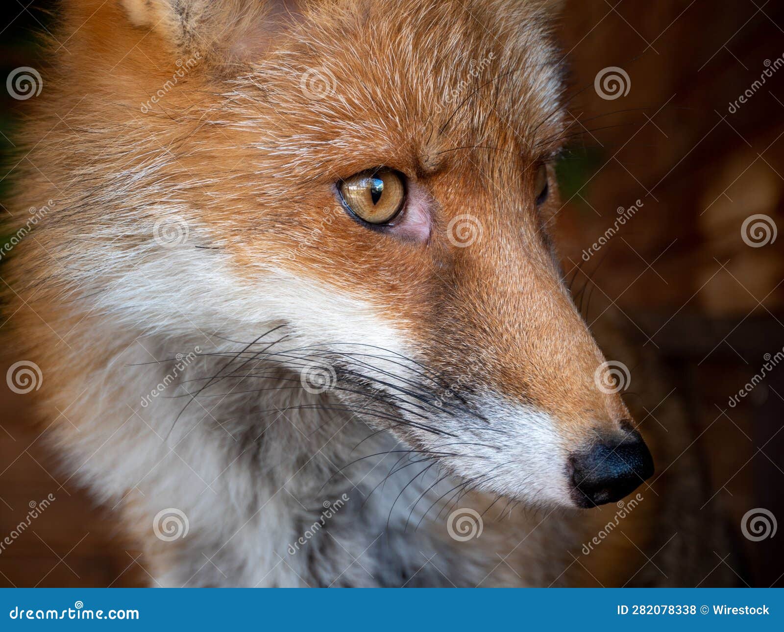 A Closeup of a Fox with a Curious Face Stock Photo - Image of silent ...