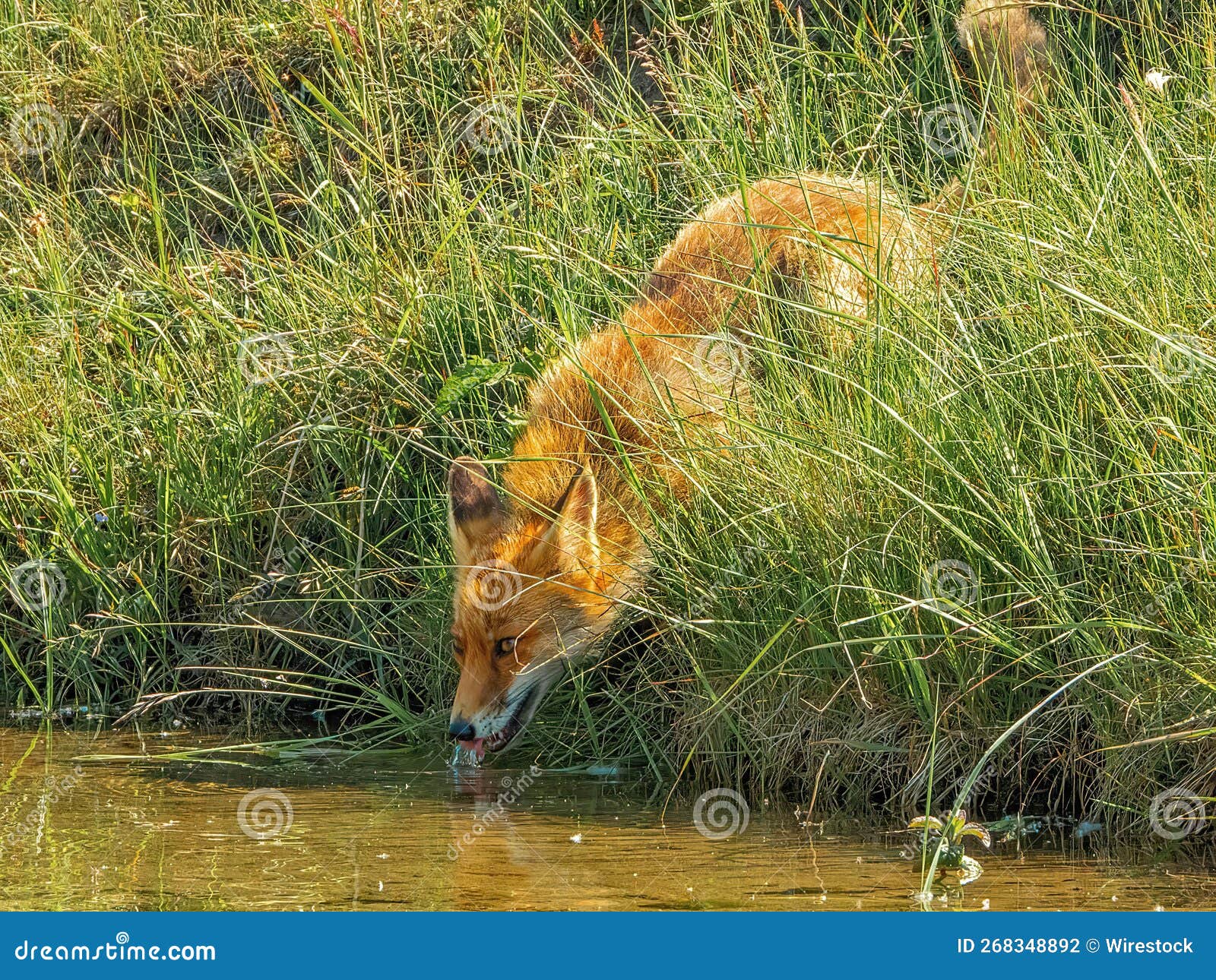Closeup of a Fox Drinking Water from a Pond Stock Photo - Image of ...