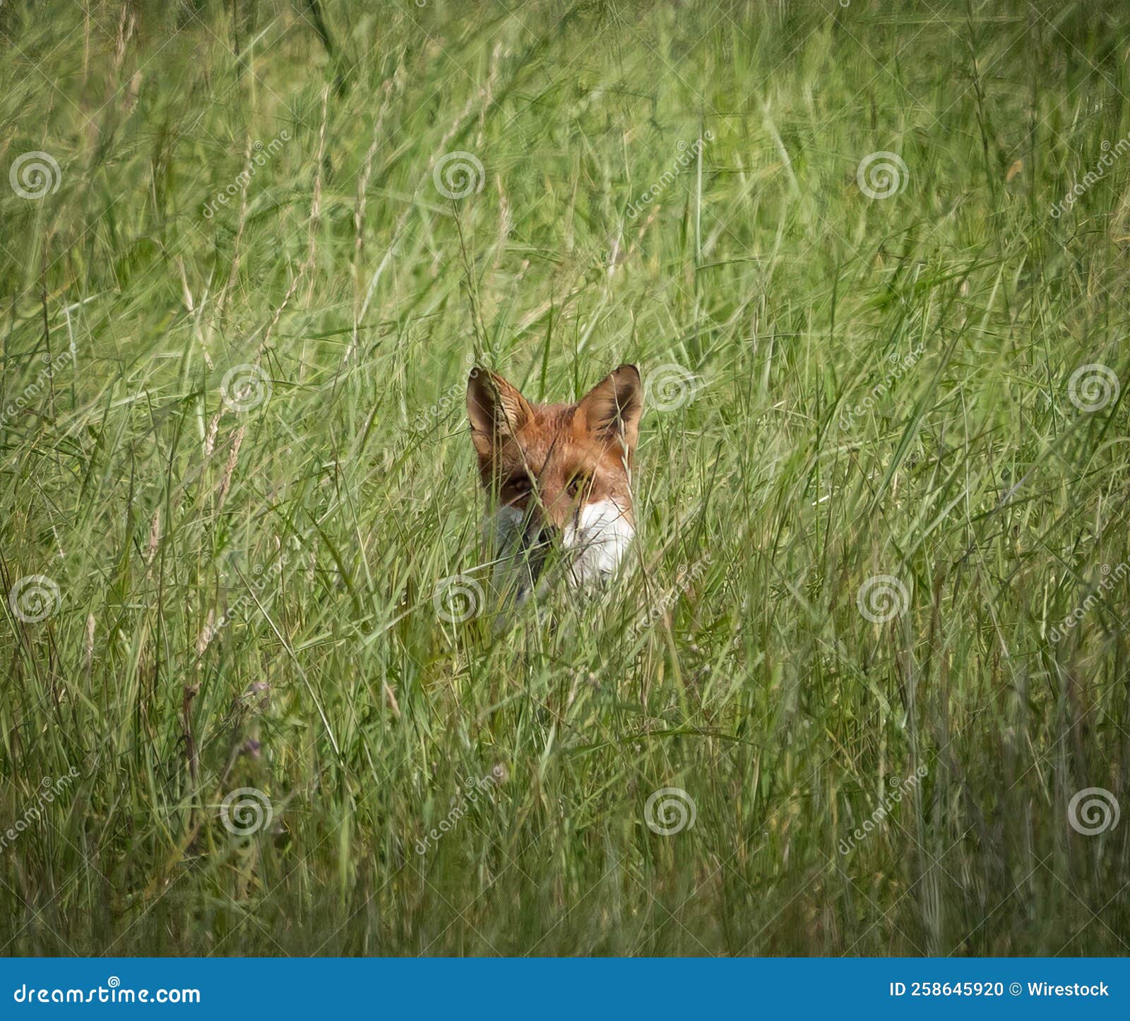 Closeup of a Fox Hiding in the Grass and Looking at the Camera Stock ...
