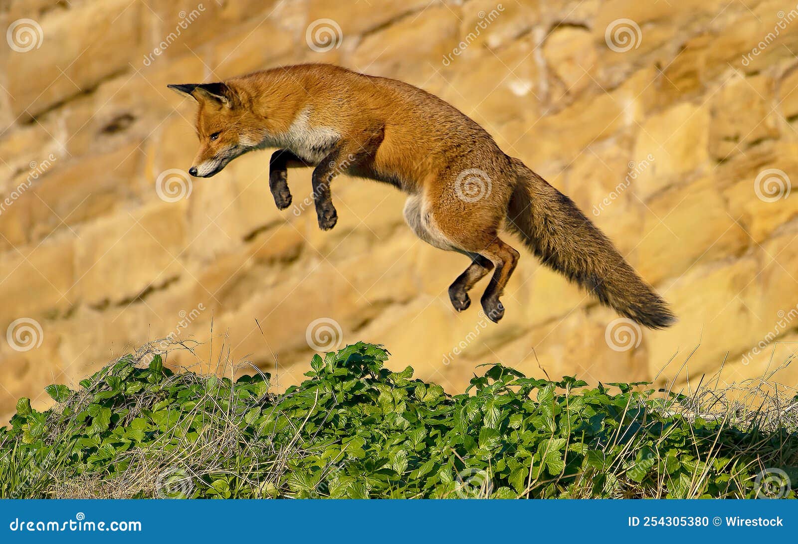 Closeup of a Fox Jumping in Green Shrubs Stock Photo - Image of ...