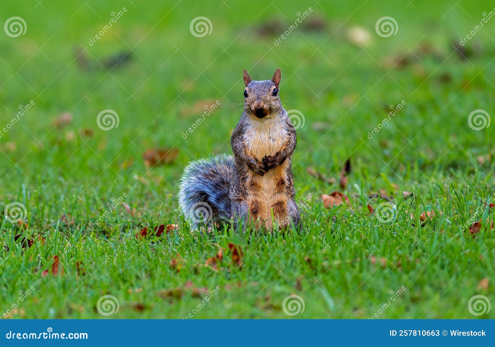 Closeup of a Fox Squirrel on the Green Lawn. Sciurus Niger Stock Image ...
