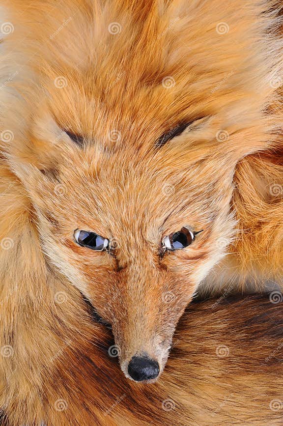 Closeup of a Fox Stole stock photo. Image of face, taxidermy - 25040656