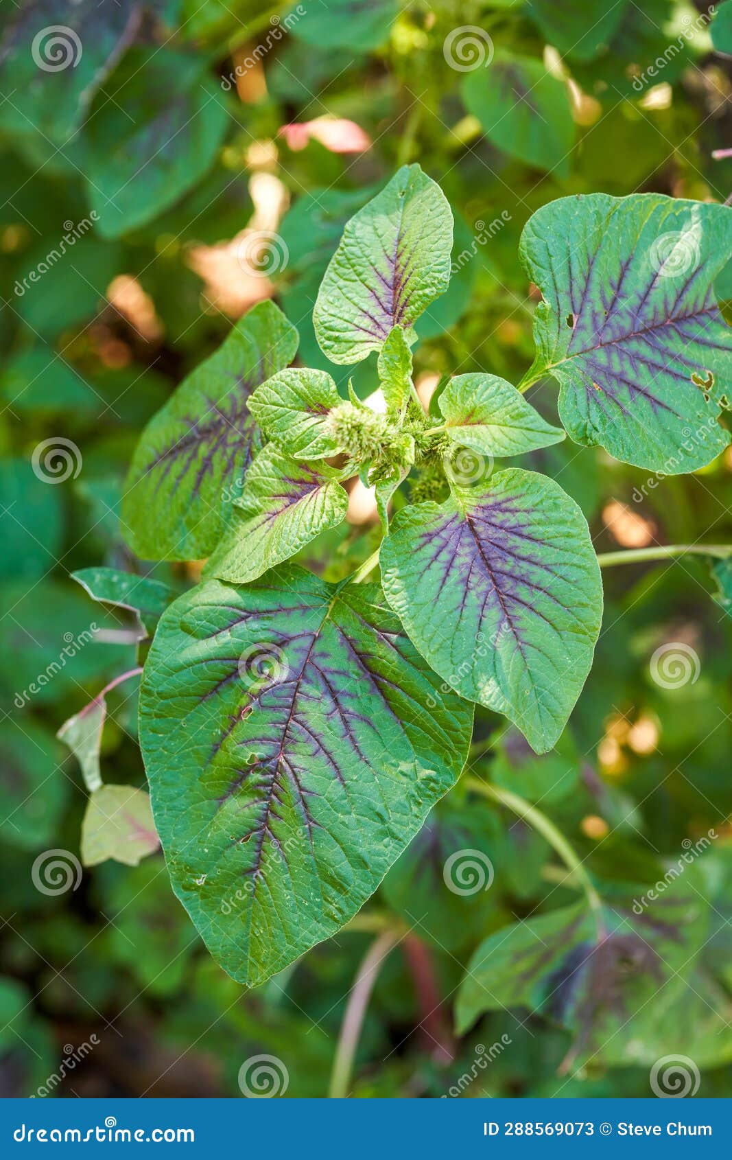 Closeup of Fresh Amaranth Leaves Grown in the Farm Stock Image - Image ...