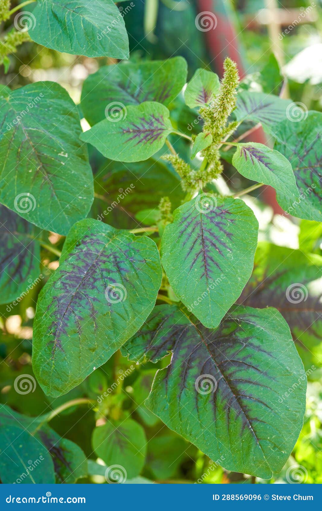 Closeup of Fresh Amaranth Leaves Grown in the Farm Stock Photo - Image ...
