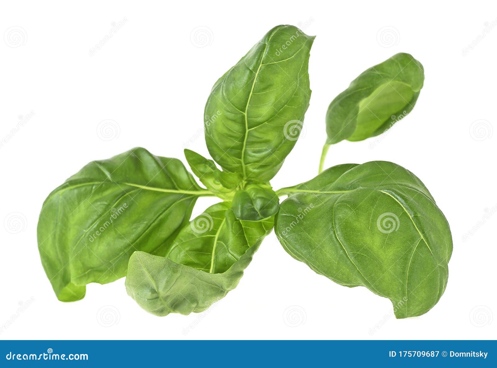 Closeup of Fresh Basil Sprig Isolated on White Background Stock Image ...