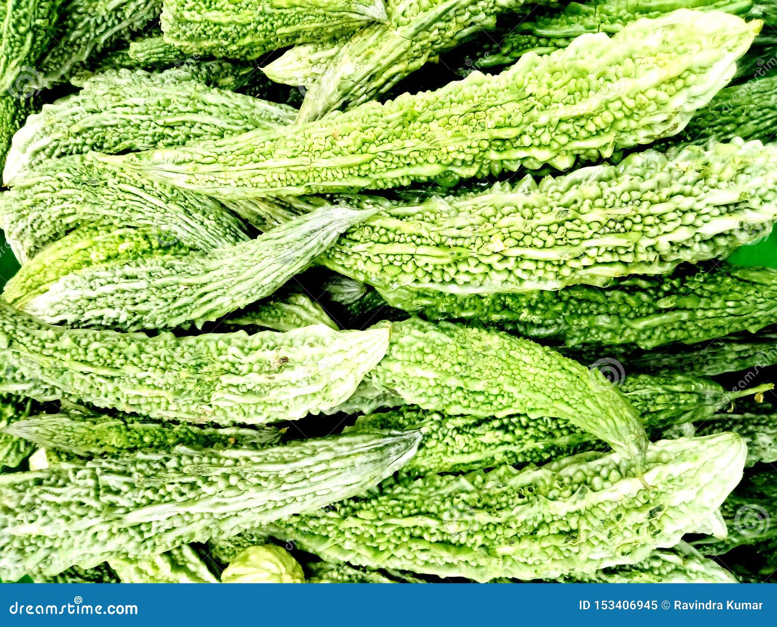 Closeup of Fresh Bitter Guard Stock Image - Image of edible, medicine ...