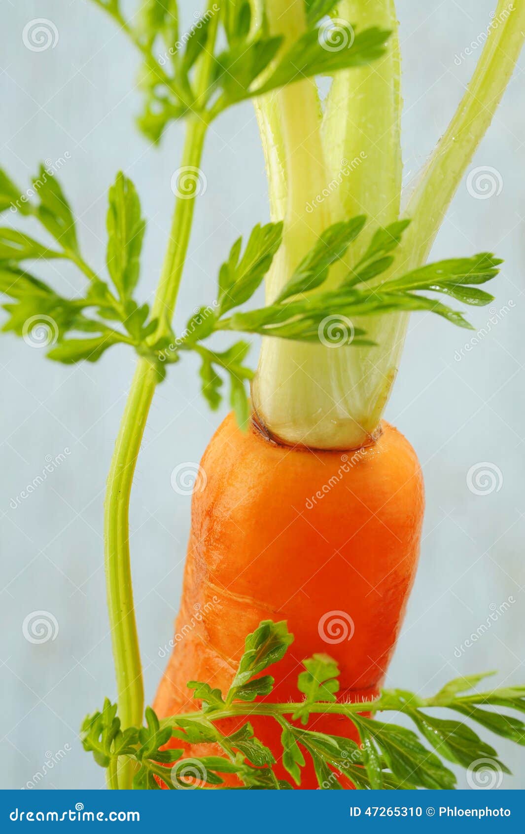 Closeup fresh carrot stock photo. Image of carrot, growing - 47265310