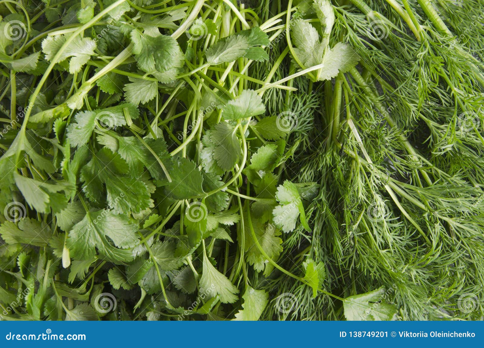 Closeup Of Fresh Cilantro And Dill,different Herbs And Tastes Stock ... Closeup Of Fresh Cilantro And Dill,different Herbs And Tastes Stock ...