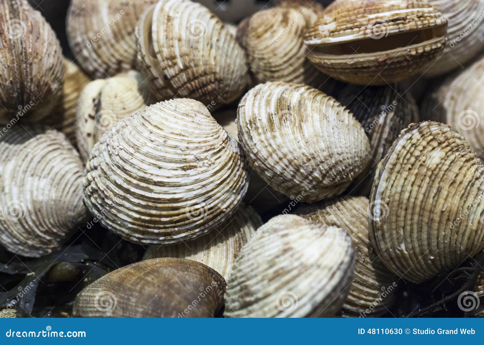 Closeup on fresh clams stock photo. Image of closeup - 48110630