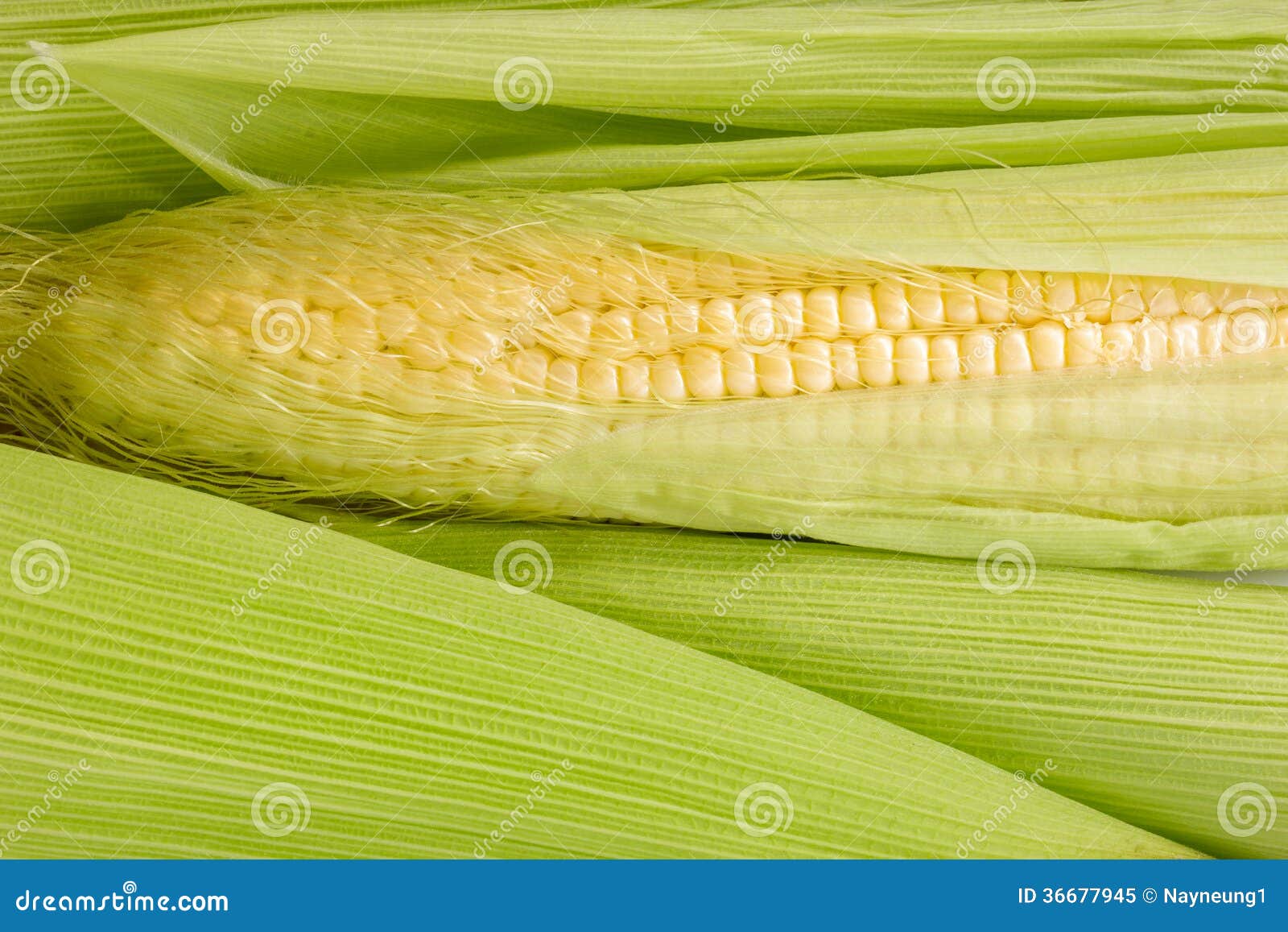 Closeup fresh corn cobs. stock image. Image of grain - 36677945