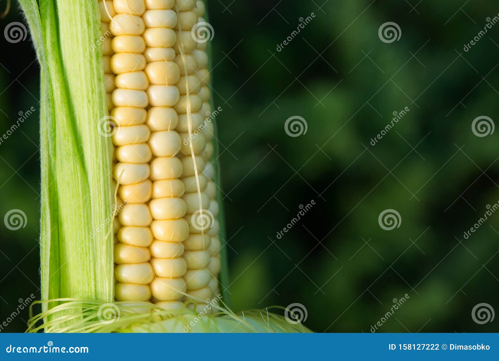Closeup of Fresh Corn in a Field Stock Photo - Image of health ...