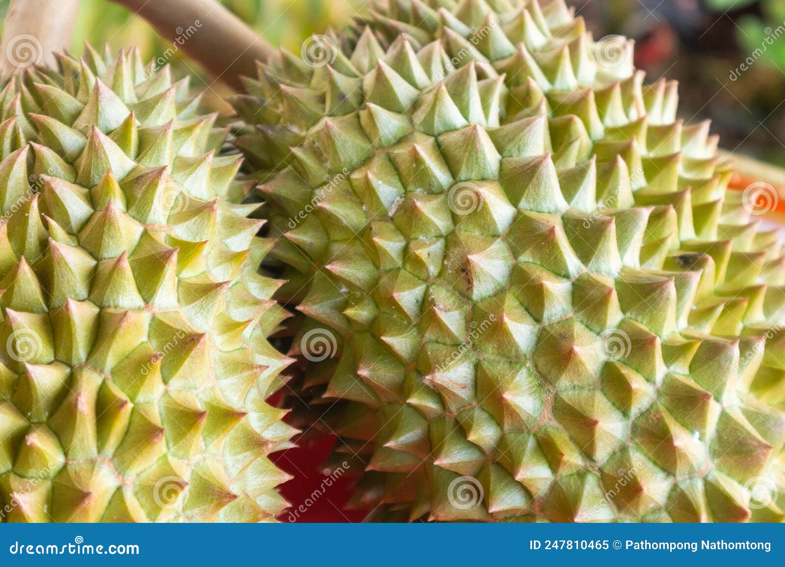 Durian Texture Royalty-Free Stock Image | CartoonDealer.com #39082