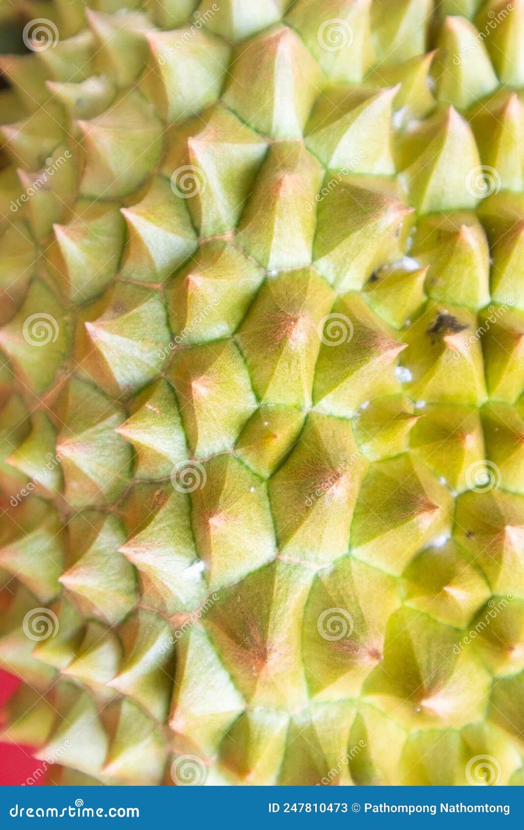 Fresh Durian Texture at Thailand Stock Image - Image of plant, king ...