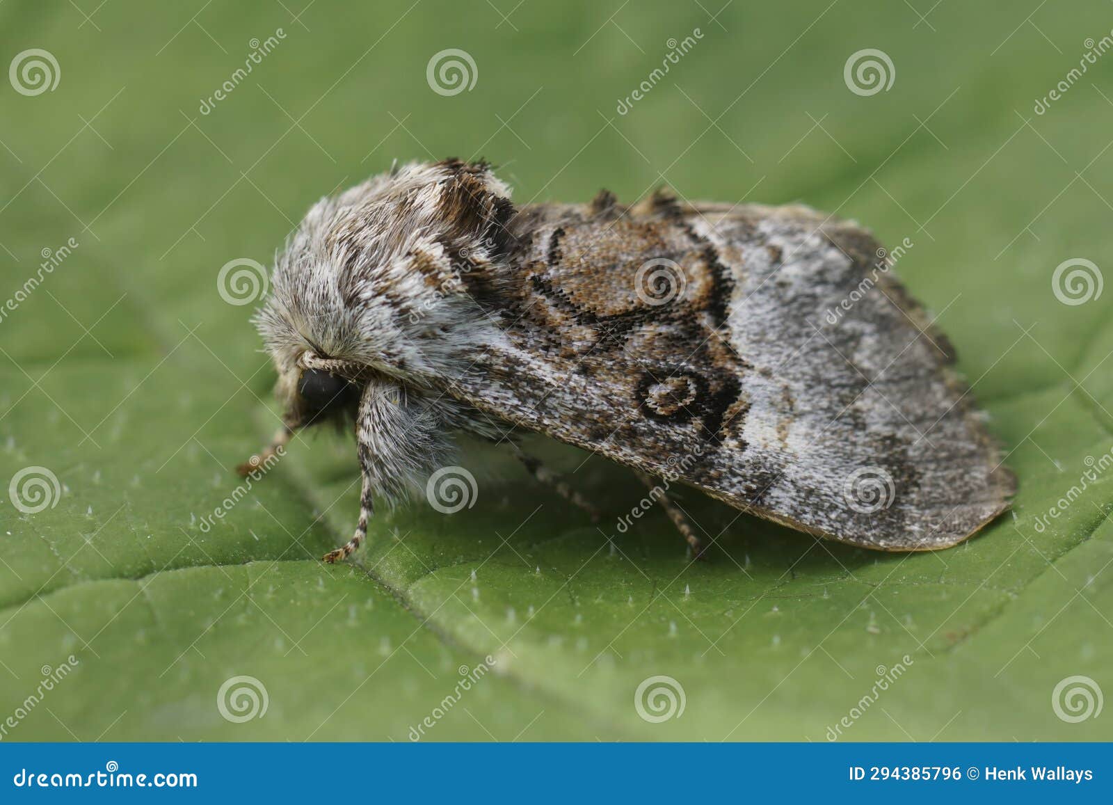 Colocasia Coryli Larva Of Nut-tree Tussock On A Green Leaf Royalty-Free ...