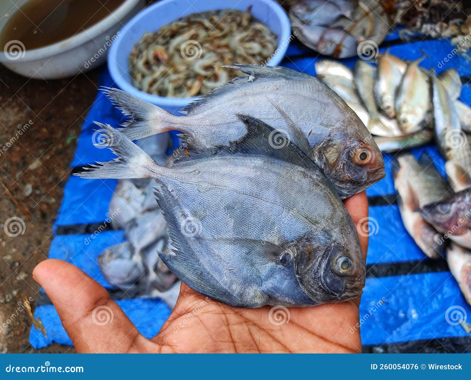 Closeup of Fresh Fish on Human Hand Stock Photo - Image of catching ...