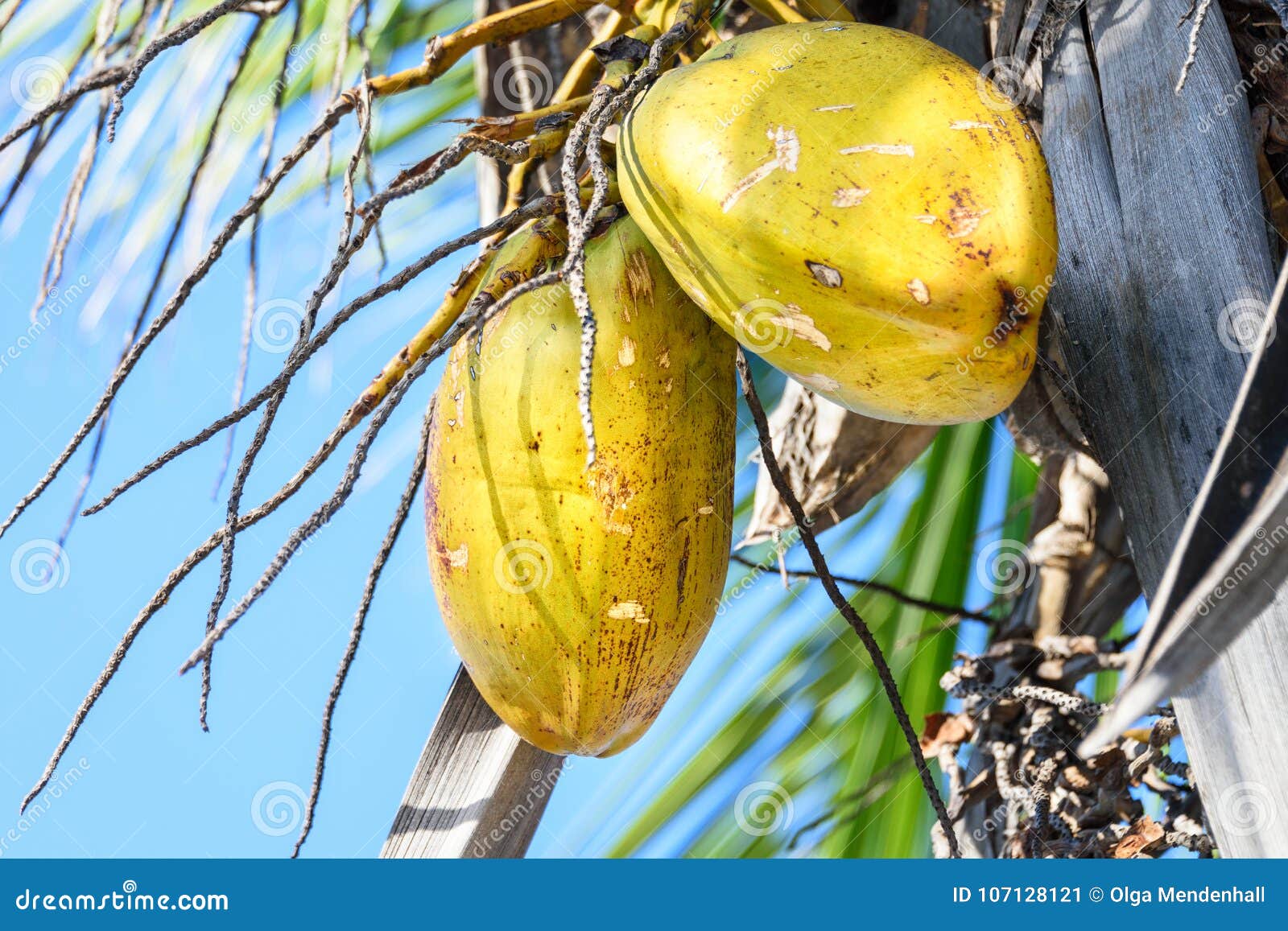 Closeup of Fresh Golden Coconut Fruit on Coconut Palm Tree. Blue Sky ...