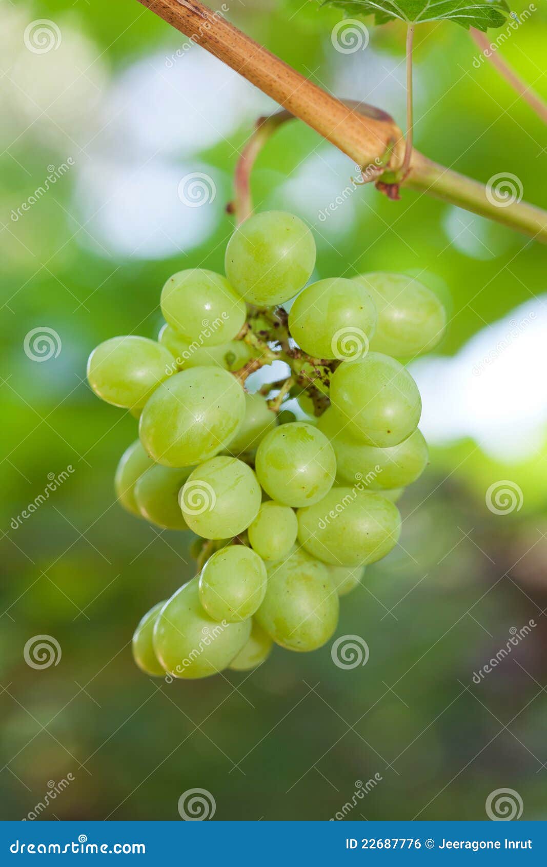 Closeup of fresh grape stock photo. Image of vegetation - 22687776