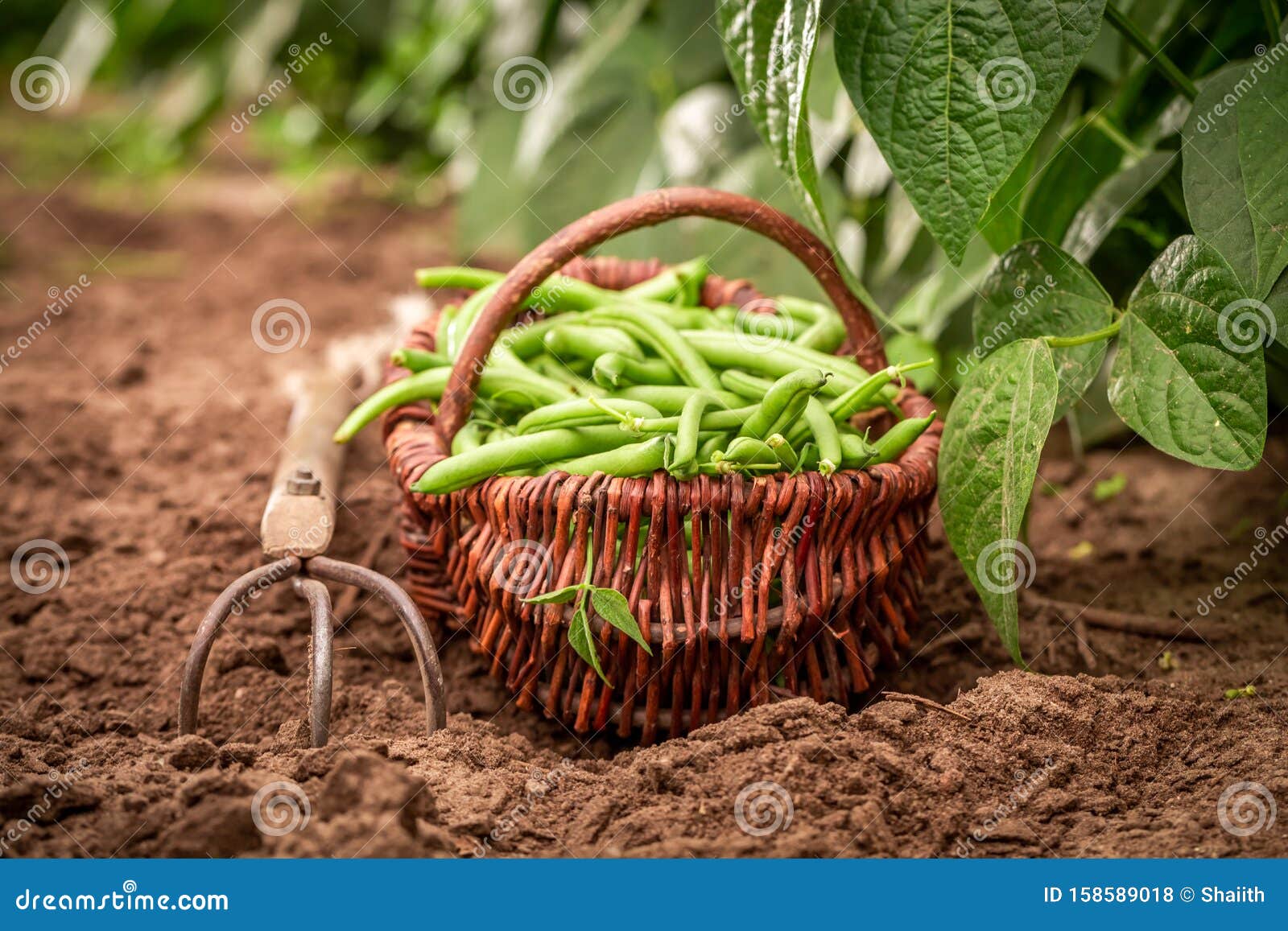 Closeup of Fresh Green Beans on Brown Field Stock Photo - Image of ...