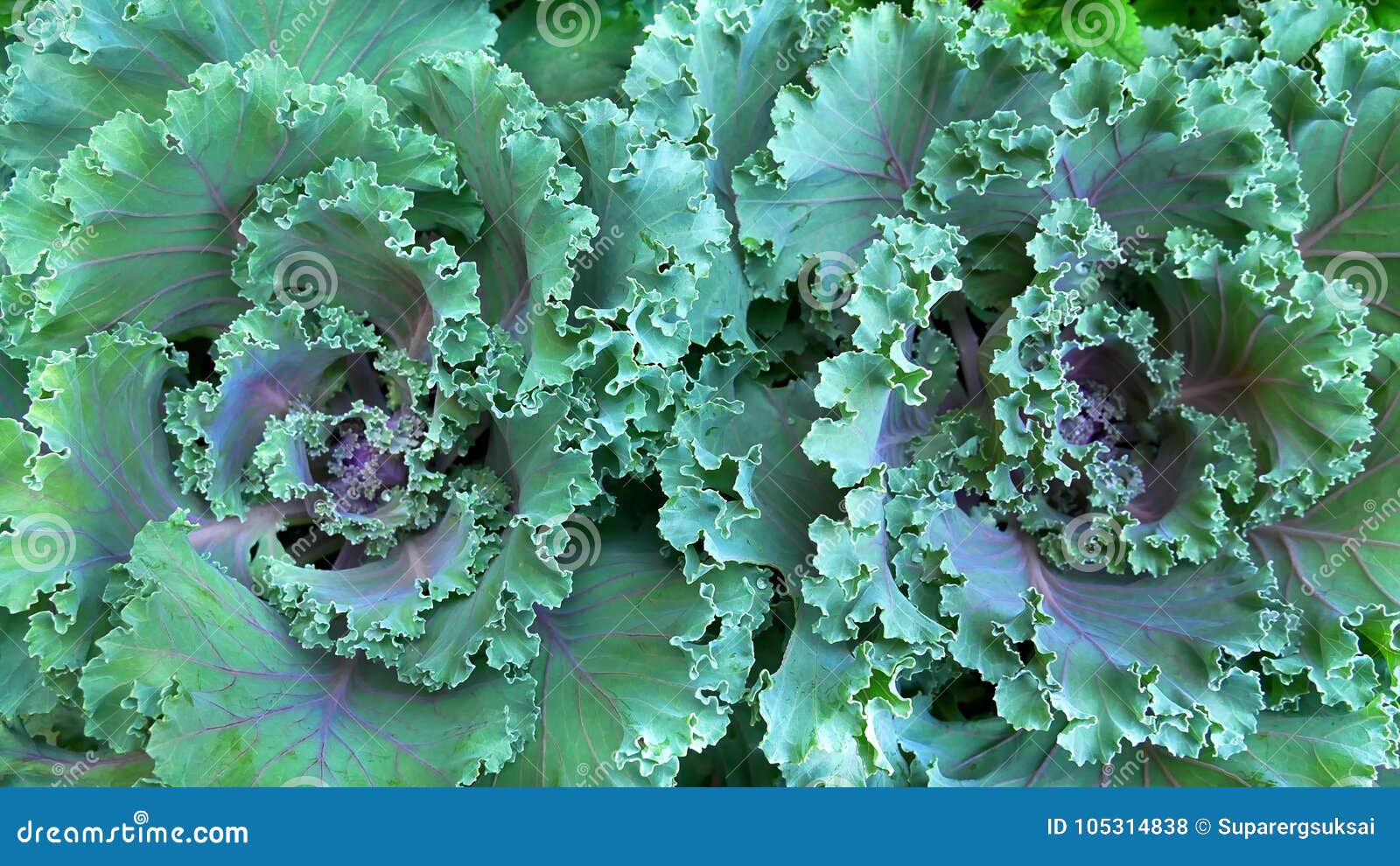 Closeup Fresh Green Cabbage Texture Background Stock Photo - Image of ...