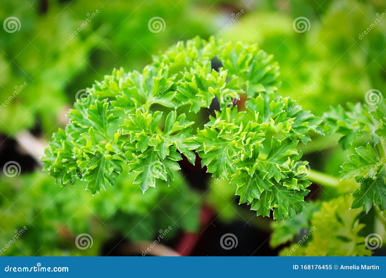 Closeup of Fresh Green Curled Parsley Leaves Stock Image - Image of ...