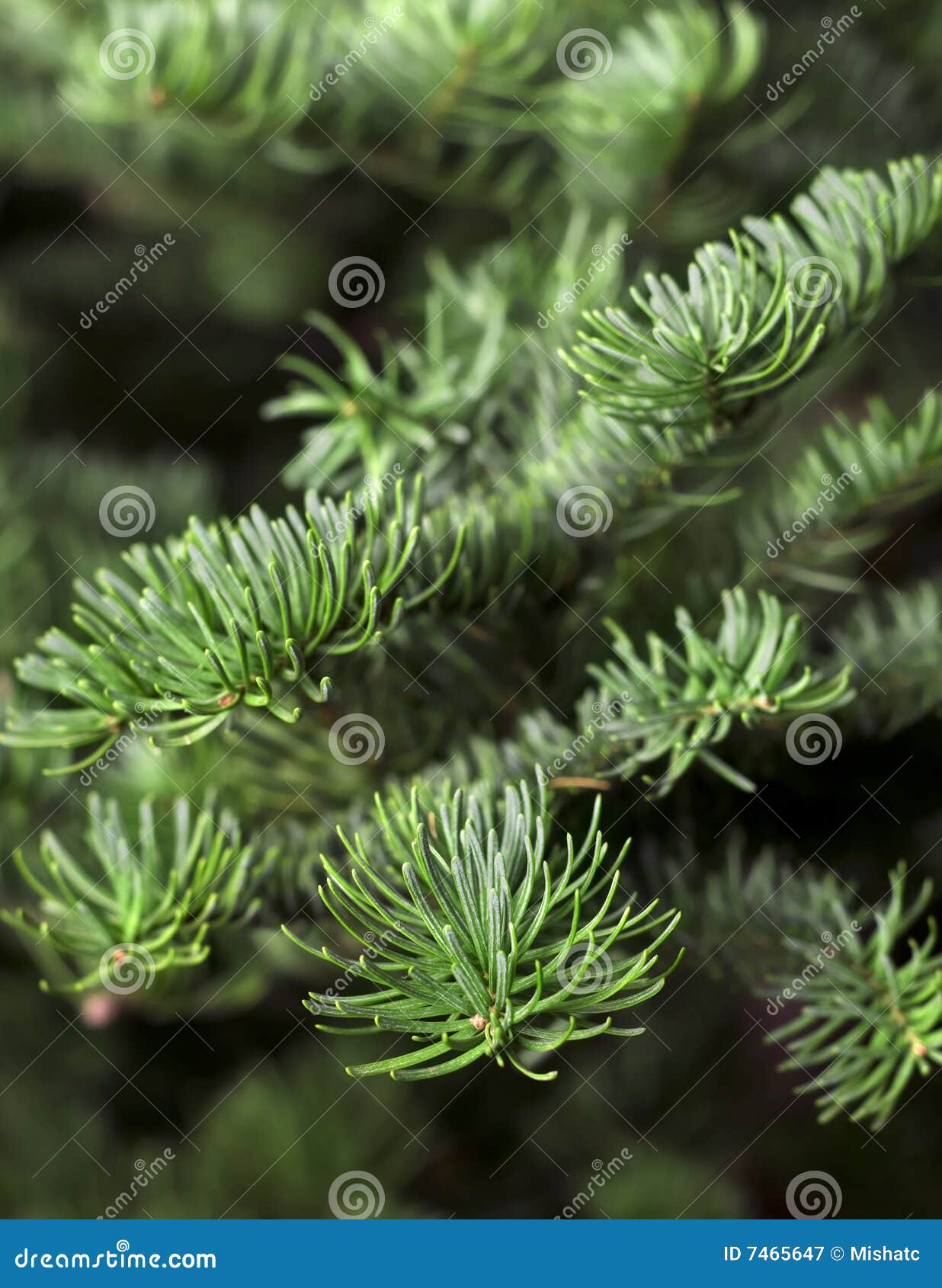 Closeup of a Fresh Green Fir Branches Stock Image - Image of close ...