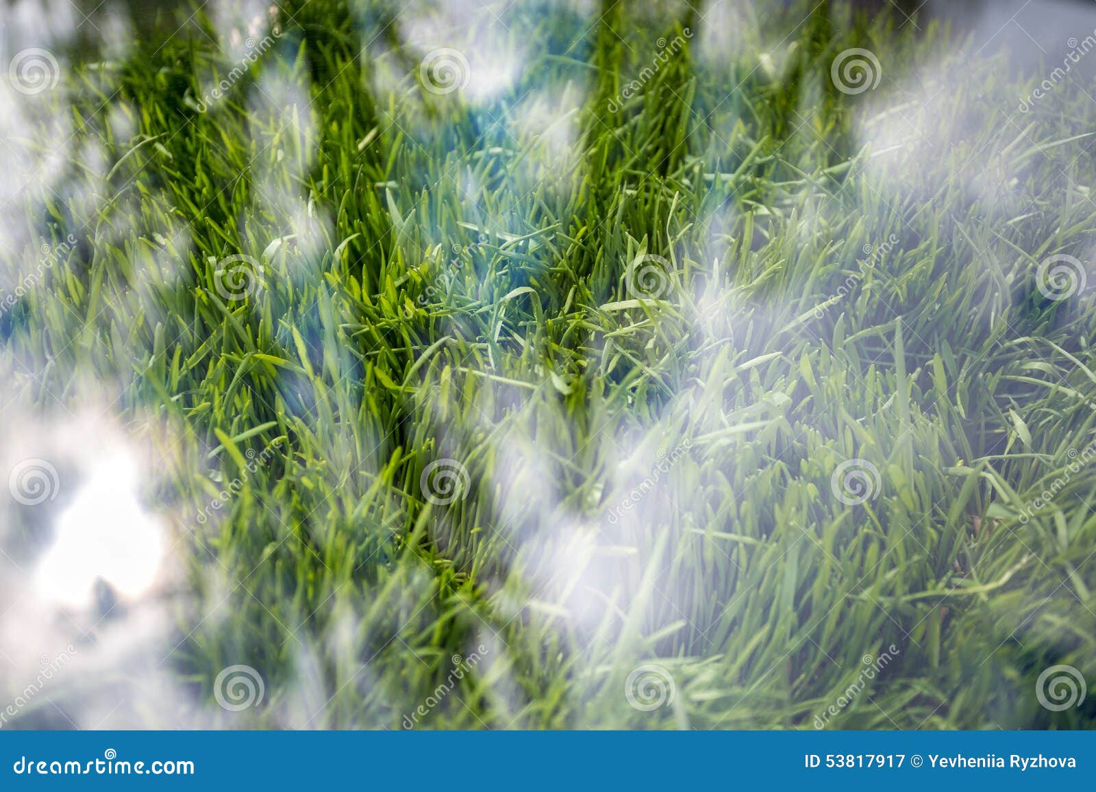 Closeup of Fresh Green Grass Covered by Piece of Glass Stock Image ...