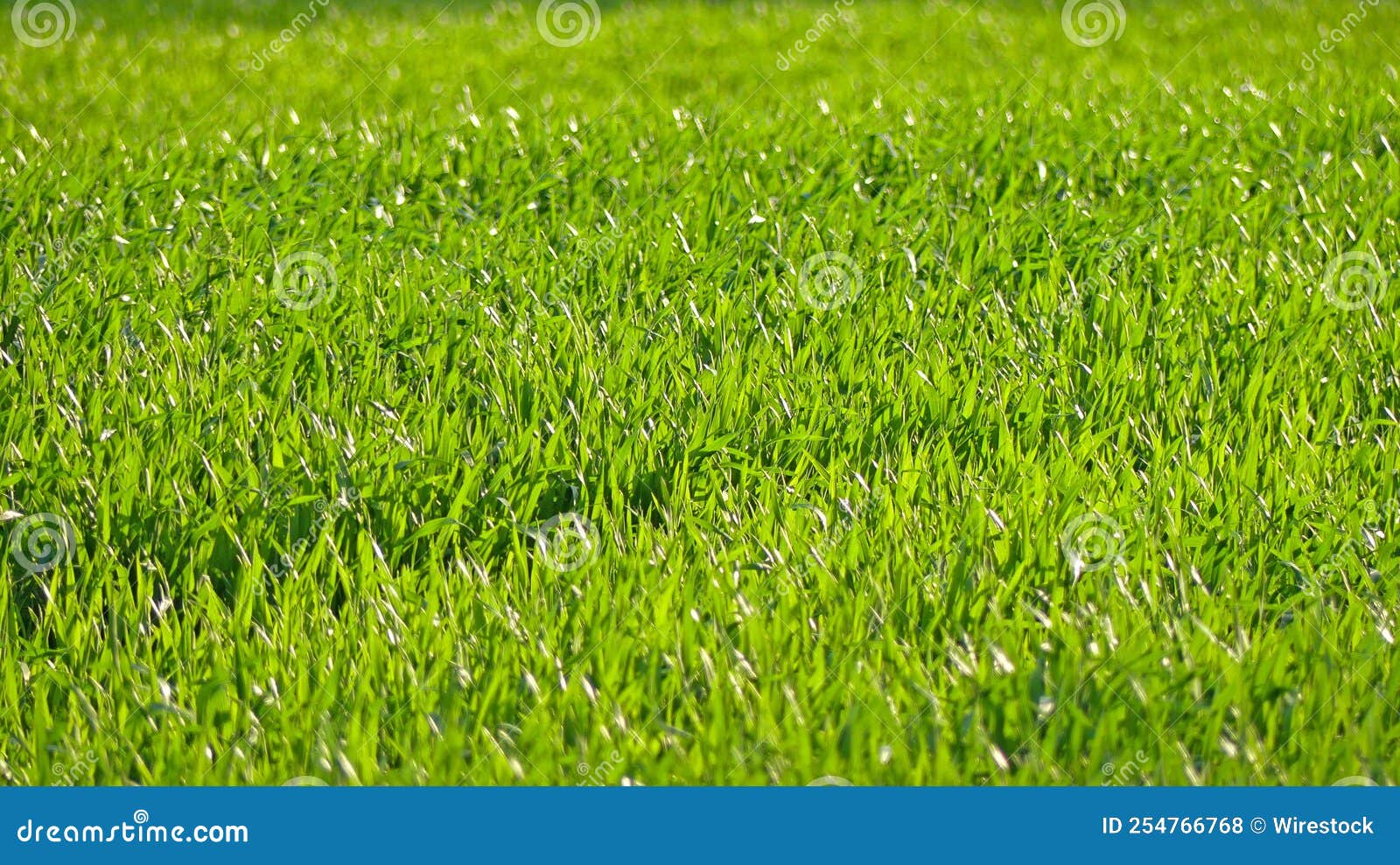 Closeup of Fresh Green Grass in Sunlight. Stock Photo - Image of ...