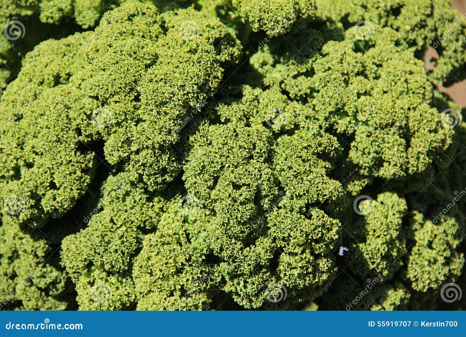 Closeup of Fresh Green Kale Stock Image - Image of sunny, tasty: 55919707