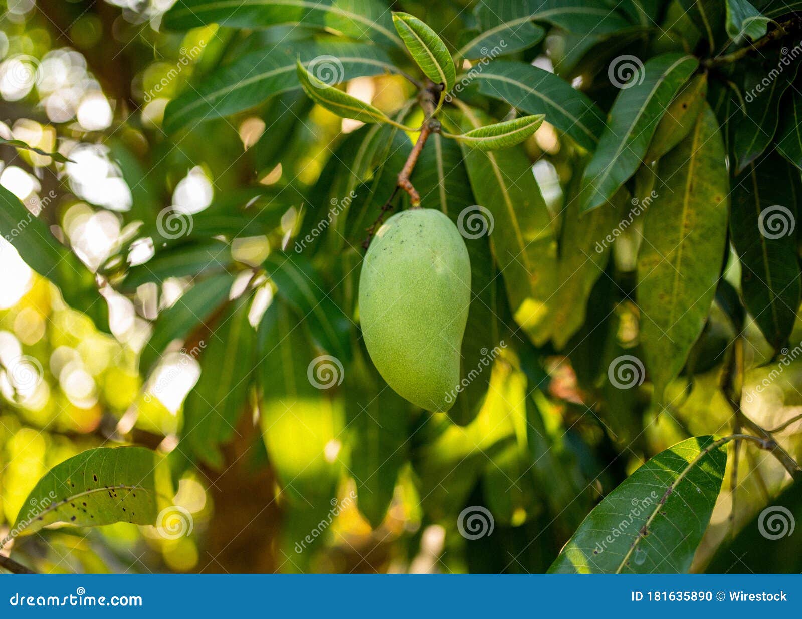 Closeup of a Fresh Green Mango Hanging from a Tree Stock Photo - Image ...