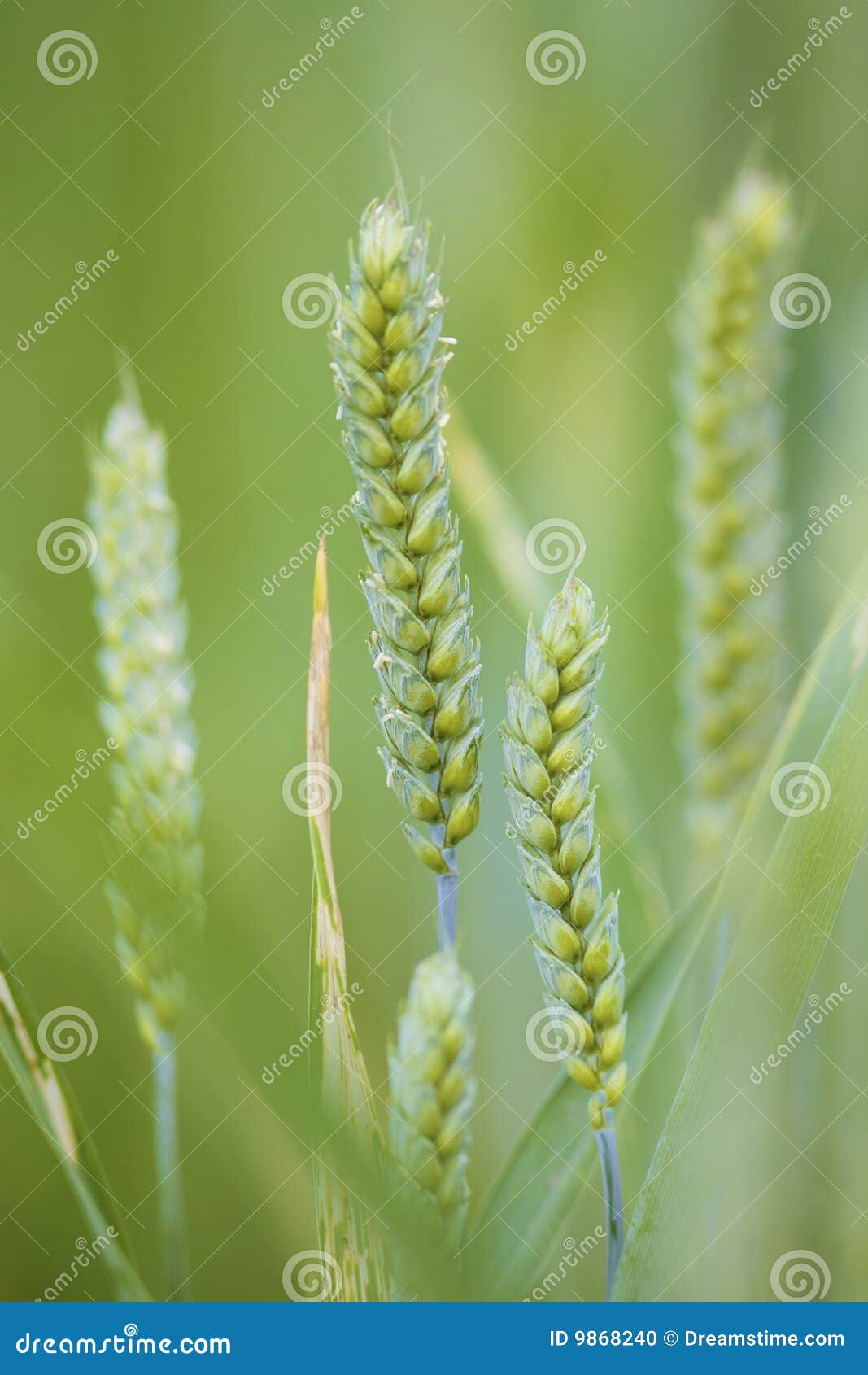 Closeup of a Fresh Green Wheat Plant in a Field Stock Photo - Image of ...