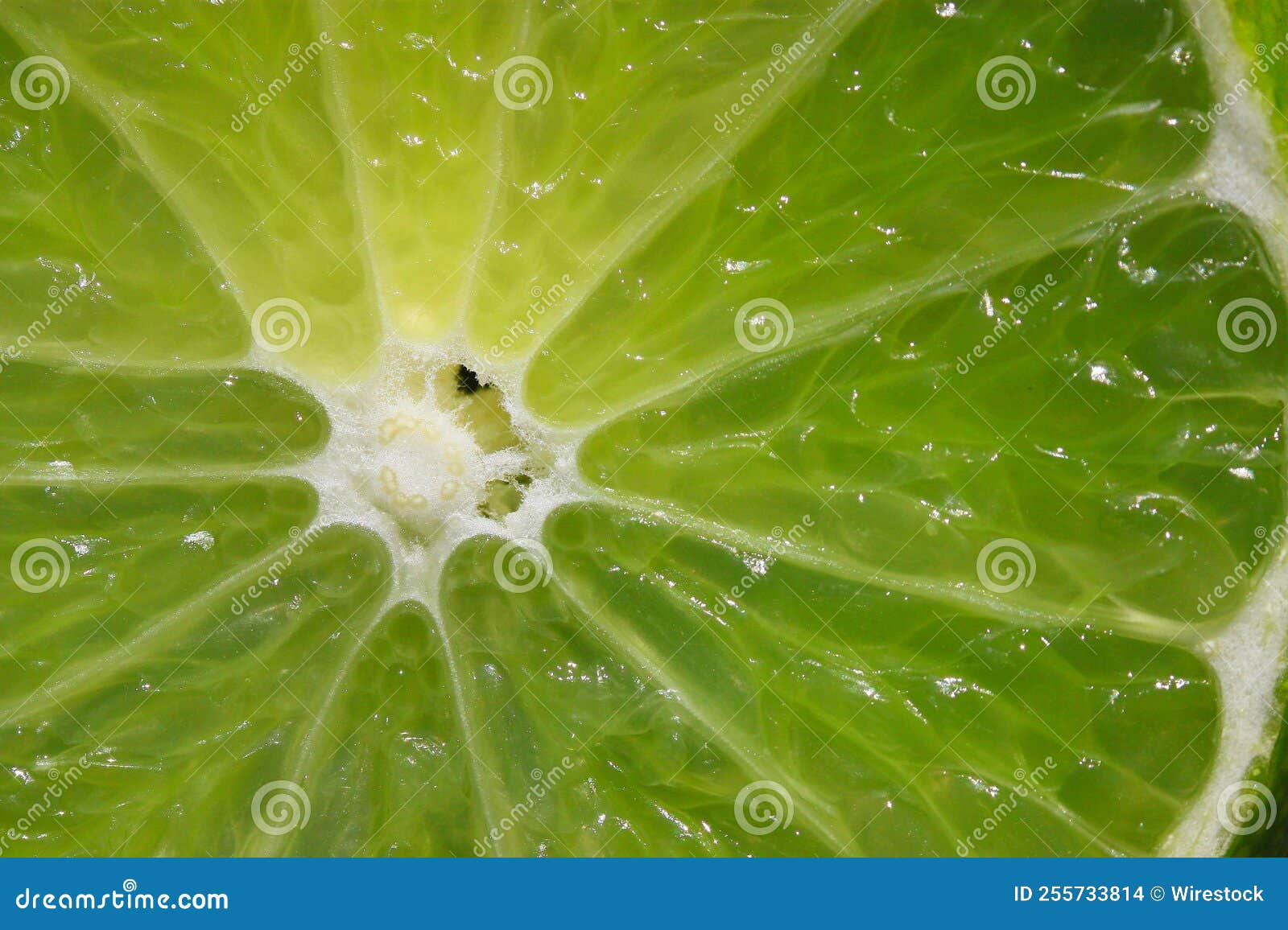 Closeup of a Fresh Lime Slice Stock Photo - Image of juicy, circle ...