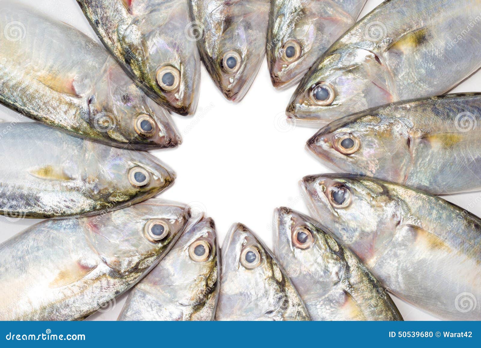 Closeup Fresh Mackerel Fish Stock Photo - Image of place, seafood: 50539680