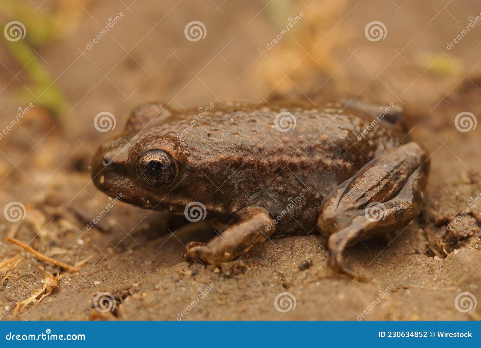 Juvenile Toadlet Stock Photos - Free & Royalty-Free Stock Photos from ...